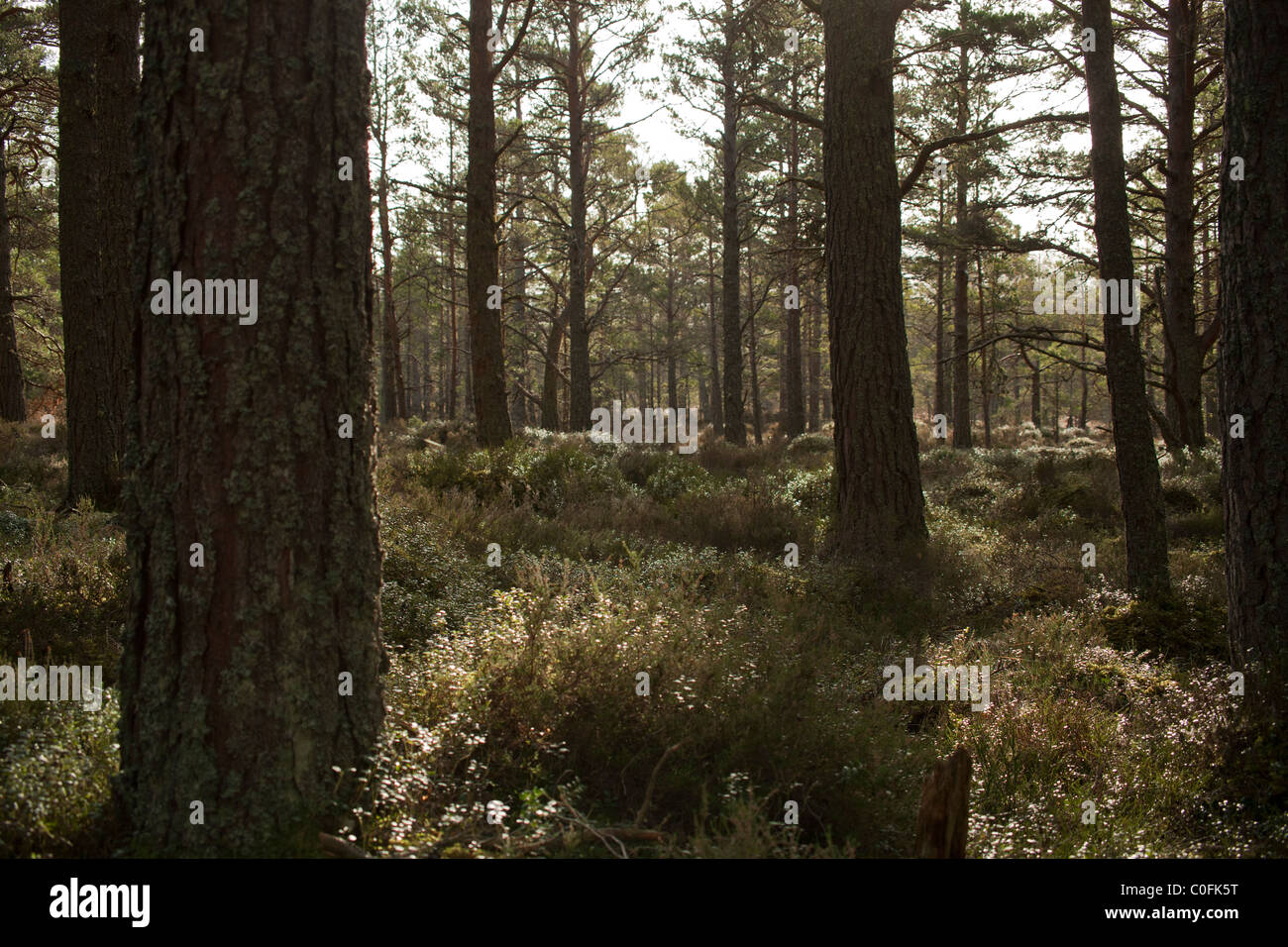 Frosty morning in the Abernethy forest around Loch Garten, Scotland ...