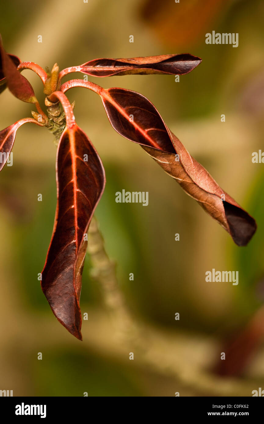 Viburnum odoratissimum var hi-res stock photography and images - Alamy