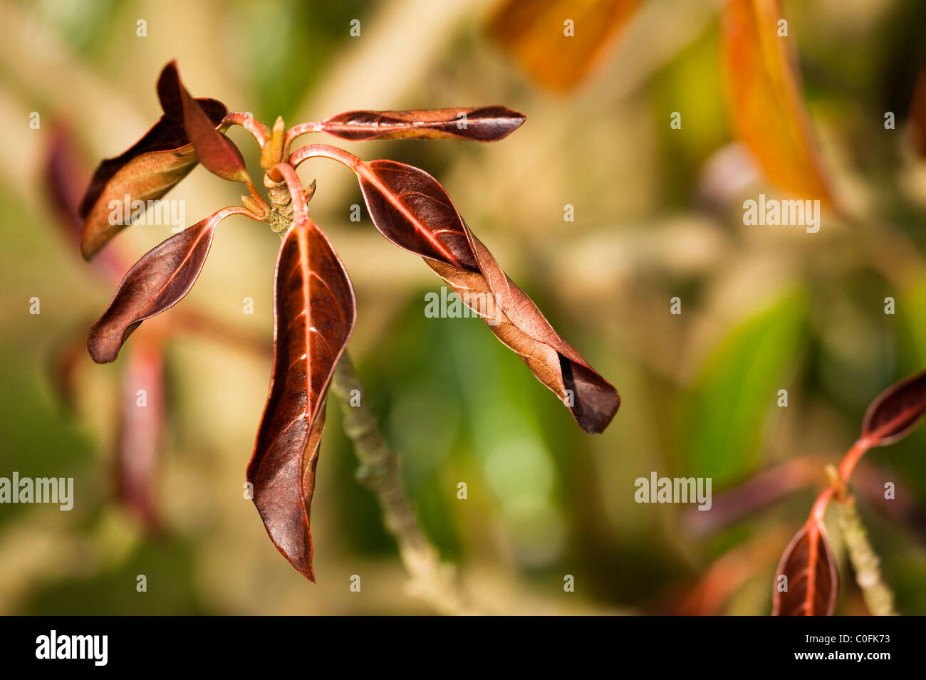 Viburnum odoratissimum var. awabuki leaves in winter Stock Photo - Alamy