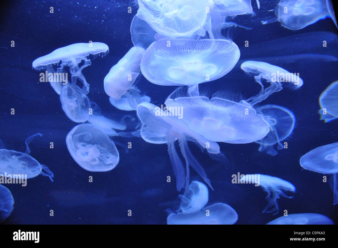 Clear jellyfish hi-res stock photography and images - Alamy
