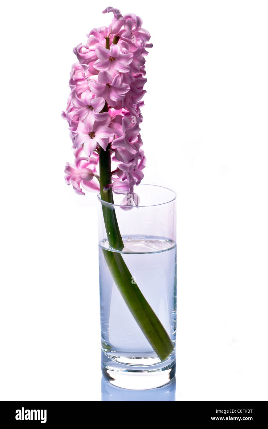 Hyacinth is cut in a glass of water Stock Photo - Alamy