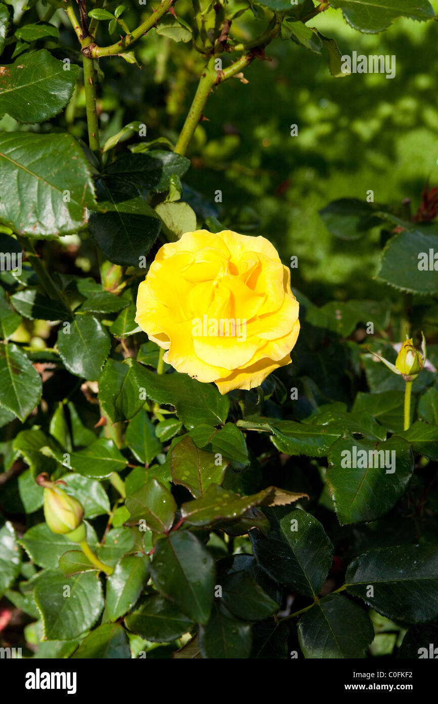 A Yellow Rose in a bush Stock Photo - Alamy