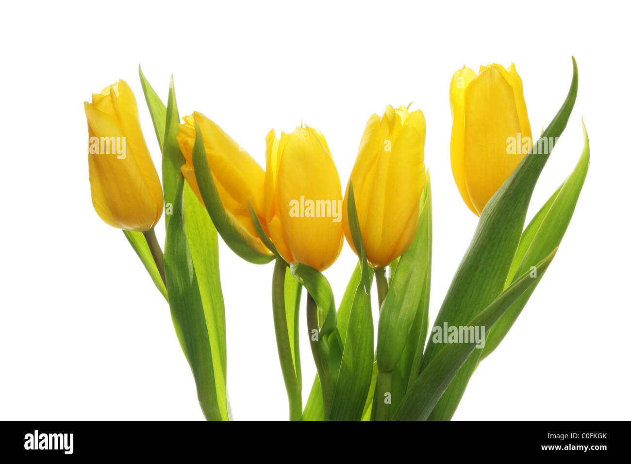 Five yellow tulips Stock Photo - Alamy