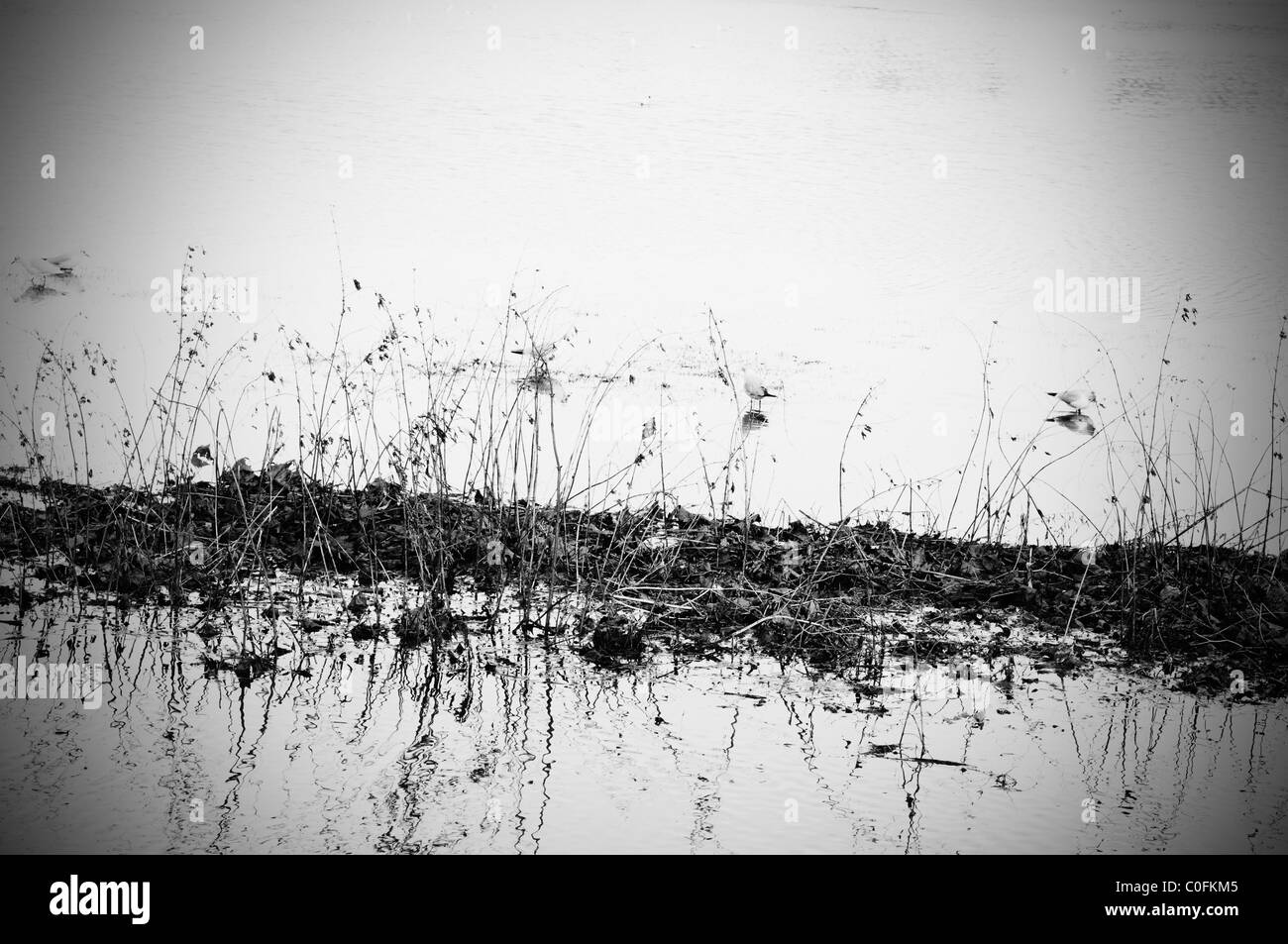 Reflection water ripples plants hi-res stock photography and images - Alamy