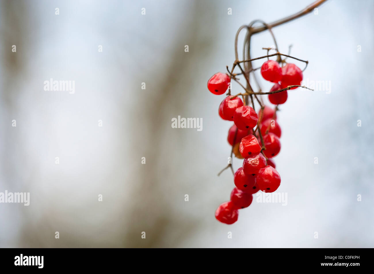 Bright red fruits on a Viburnum in winter Stock Photo - Alamy
