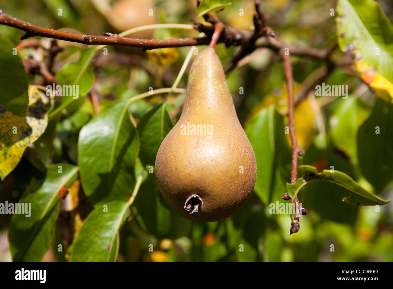 Pear hanging in a tree Stock Photo - Alamy