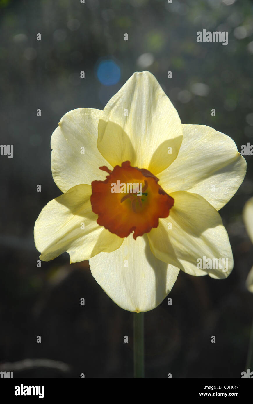 Daffodil flower, back-lit Stock Photo - Alamy