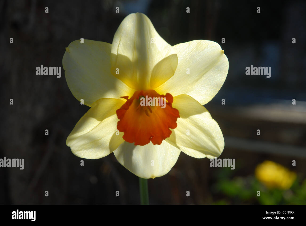 Back of petal color hi-res stock photography and images - Alamy