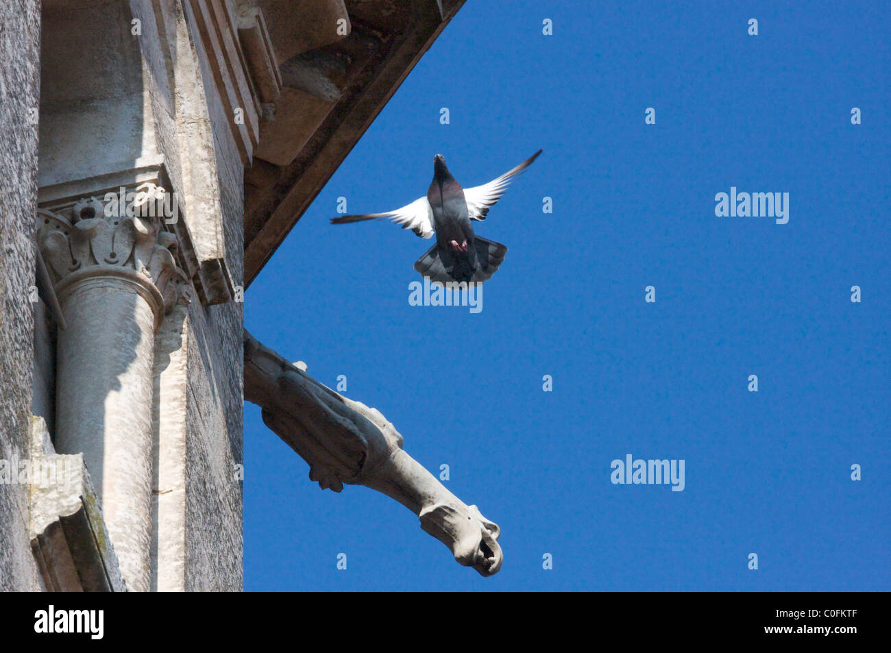 Flying pigeon next gargoyle of a church in blue sky Stock Photo - Alamy