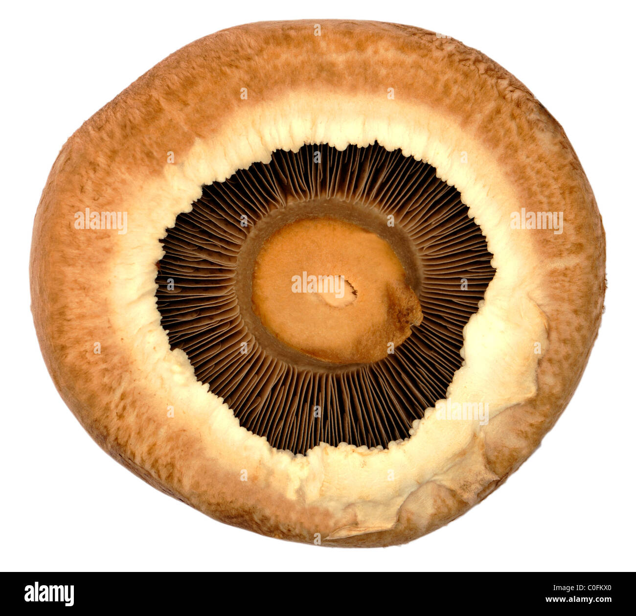 Portabella hi-res stock photography and images - Alamy