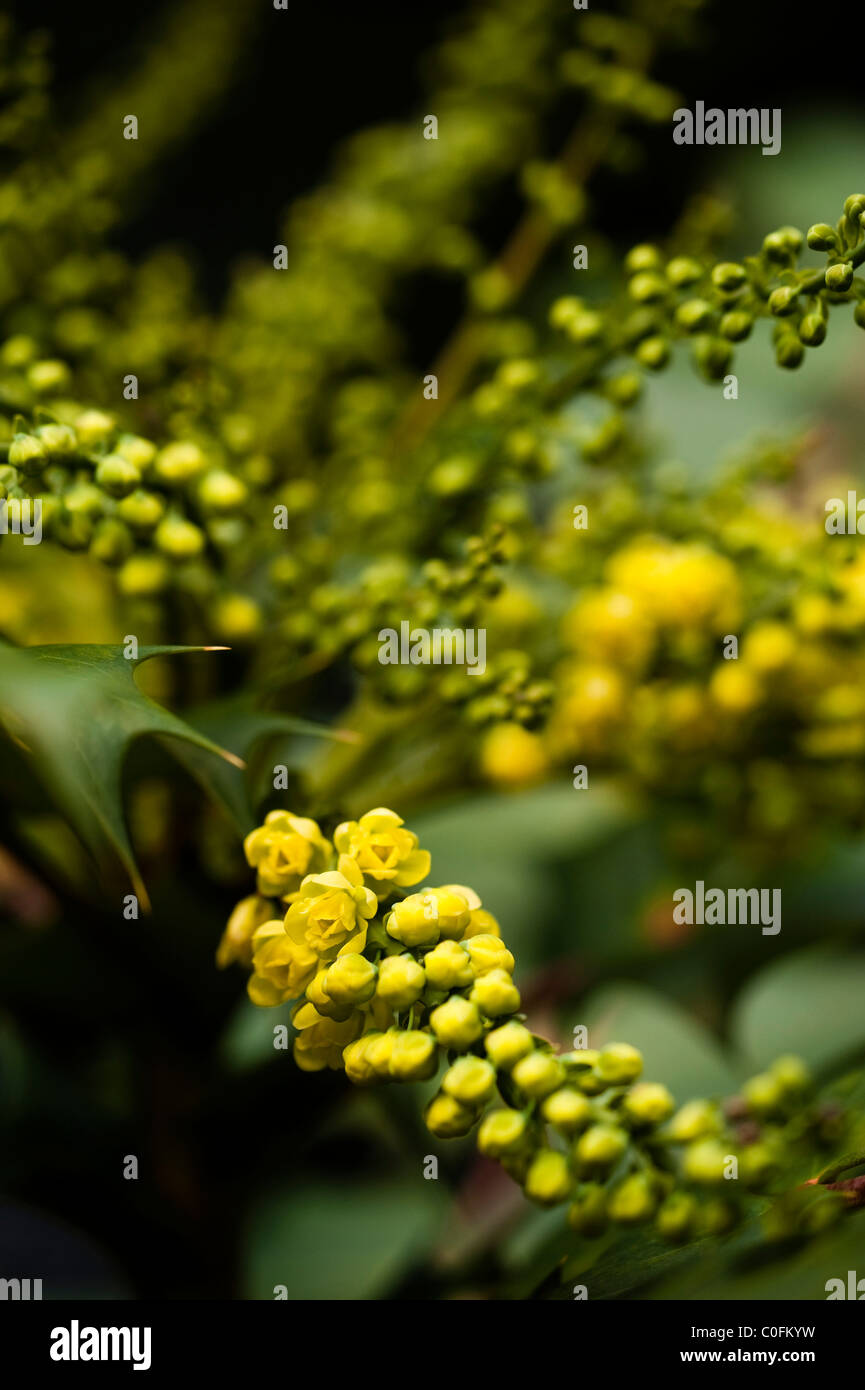 Mahonia Japonica ‘Bealei’, Leatherleaf Mahonia, in flower Stock Photo ...