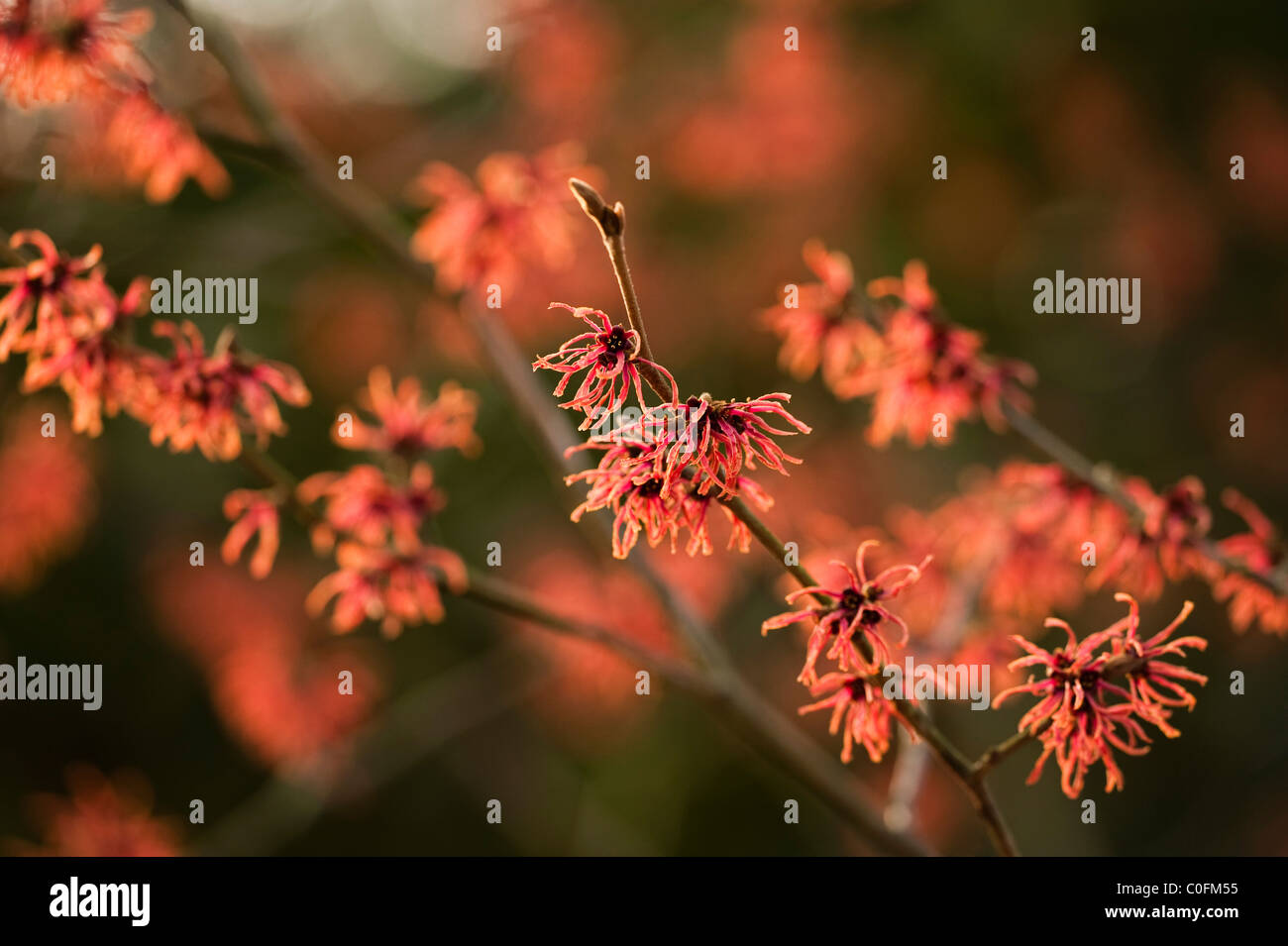 Hamamelis x intermedia 'Ruby Glow' - Hybrid Witch Hazel - in bloom in ...
