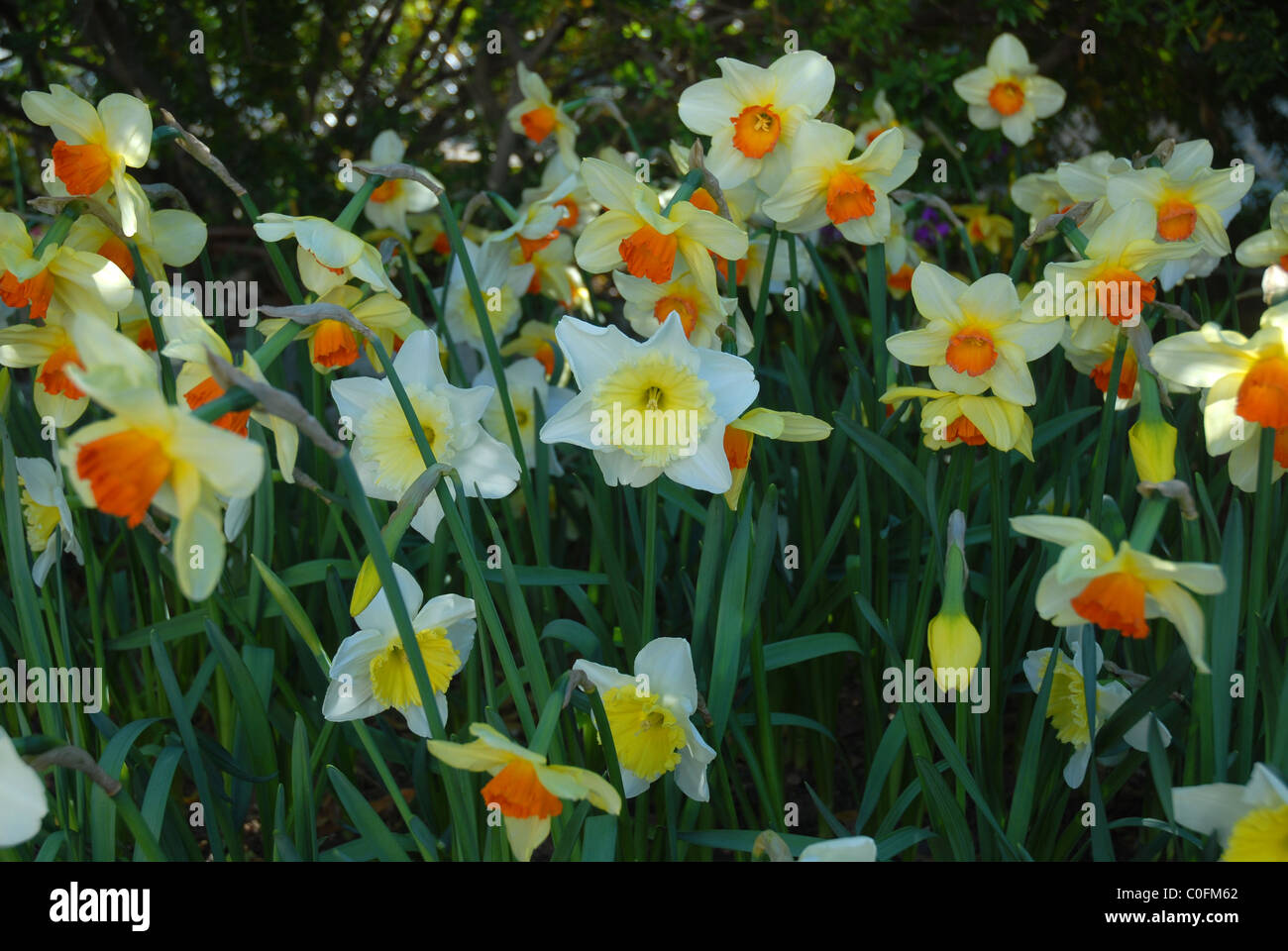 Trumpet shaped flower centre hi-res stock photography and images - Alamy