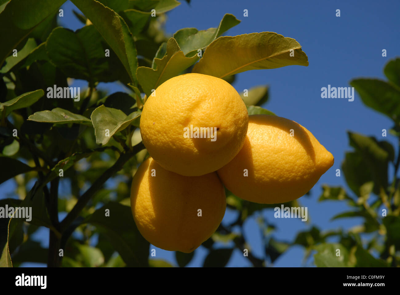 Lemons growing on tree, Alicante Province, Valencia, Spain Stock Photo ...