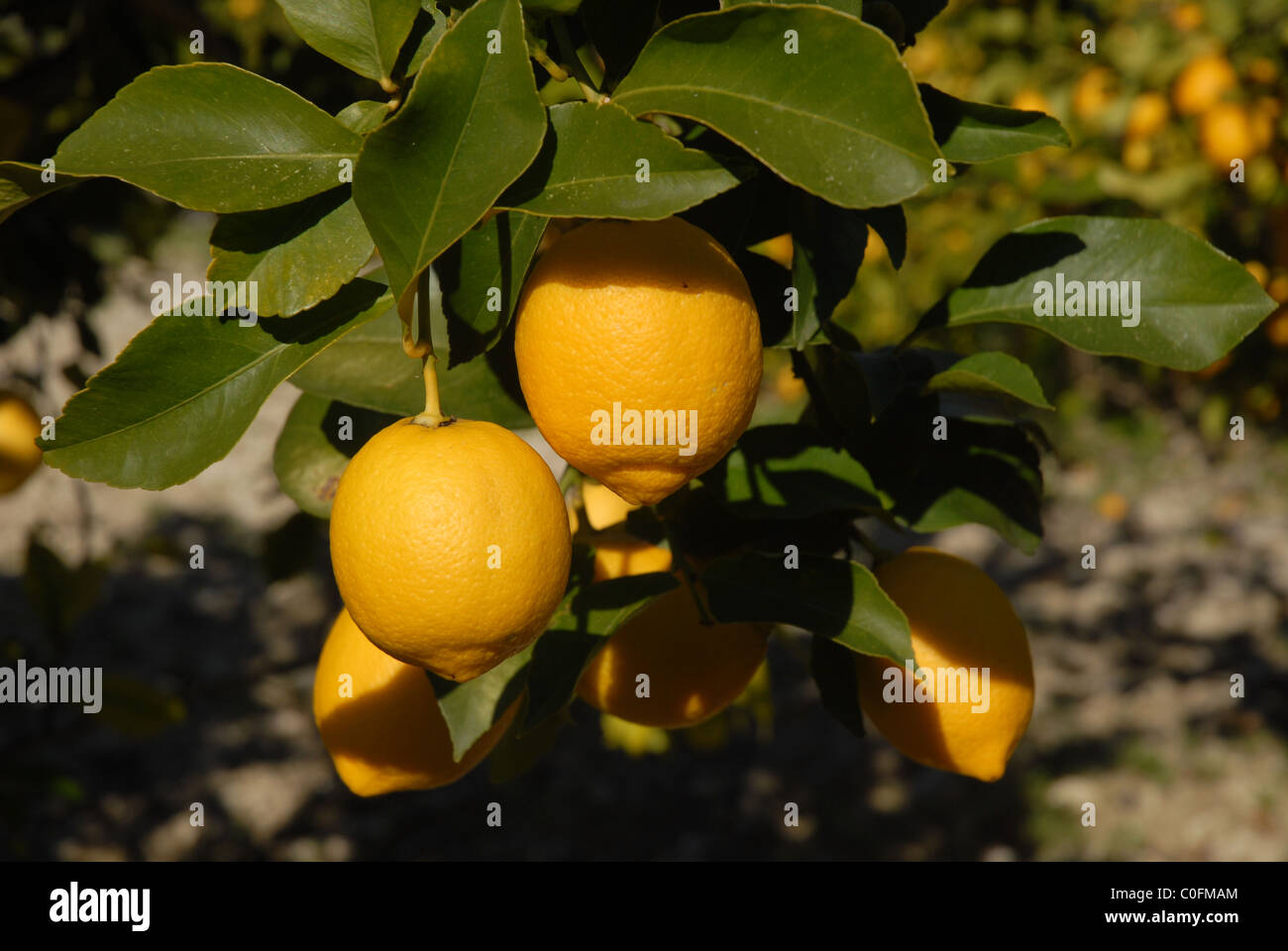 Lemons growing on tree, Alicante Province, Valencia, Spain Stock Photo ...
