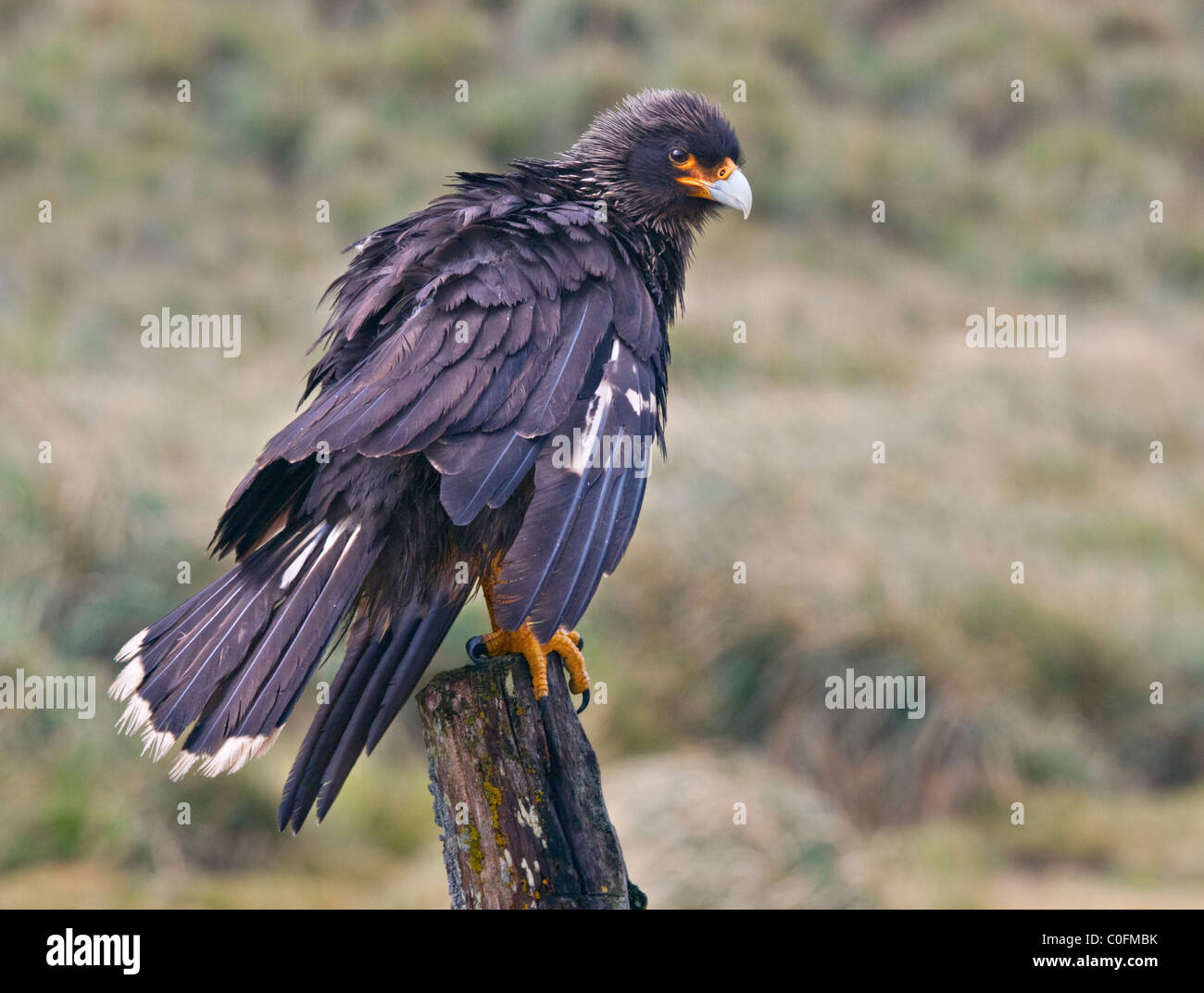 Rook head profile hi-res stock photography and images - Alamy