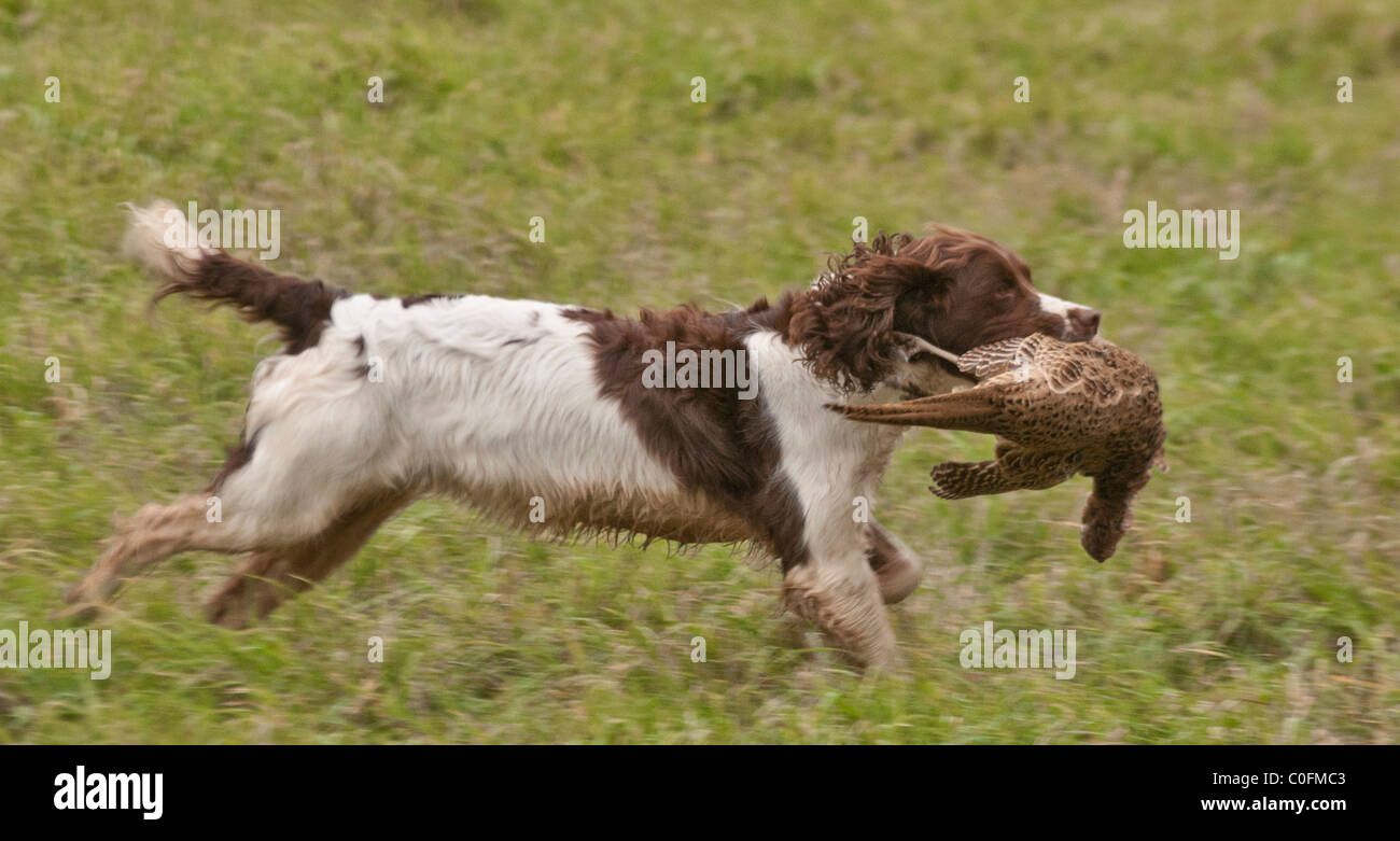 English spaniel dog on pheasant hi-res stock photography and images - Alamy