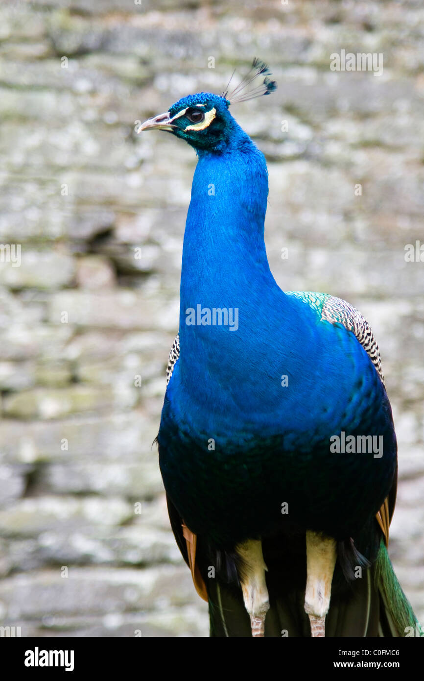 A beautiful blue peacock in the gardens at Pencarrow House estate ...