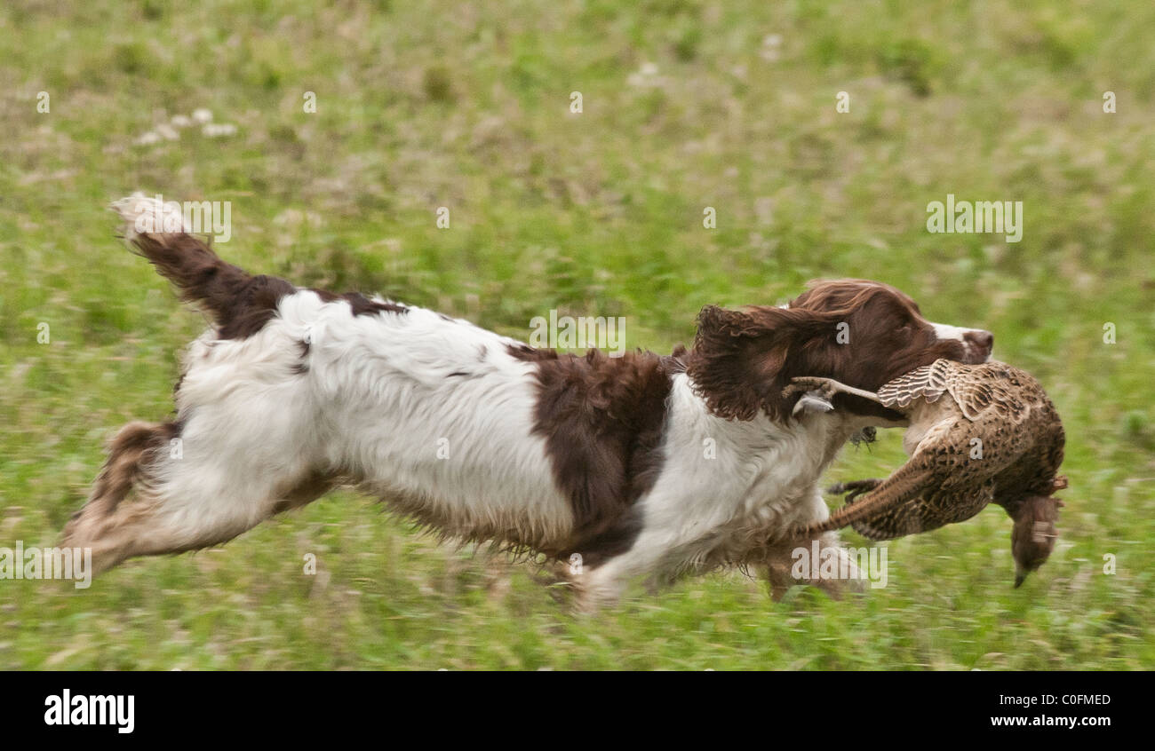 Springer Spaniel Duck Hunting