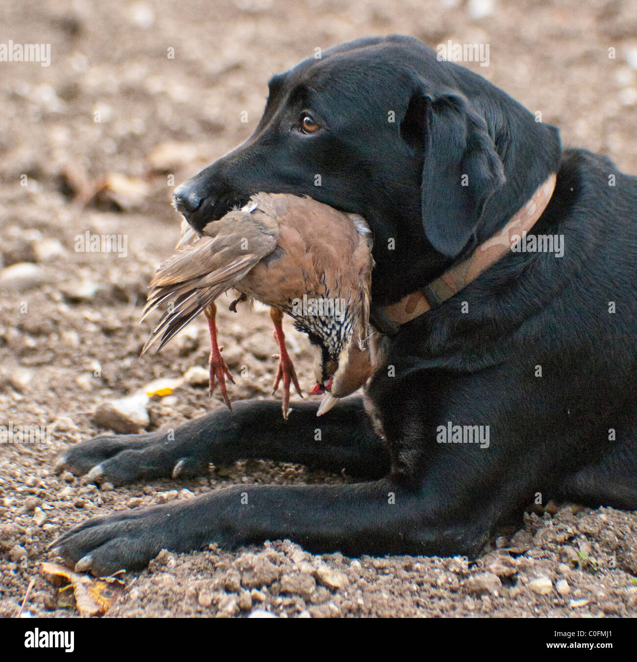 Black lab hunting hi-res stock photography and images - Alamy