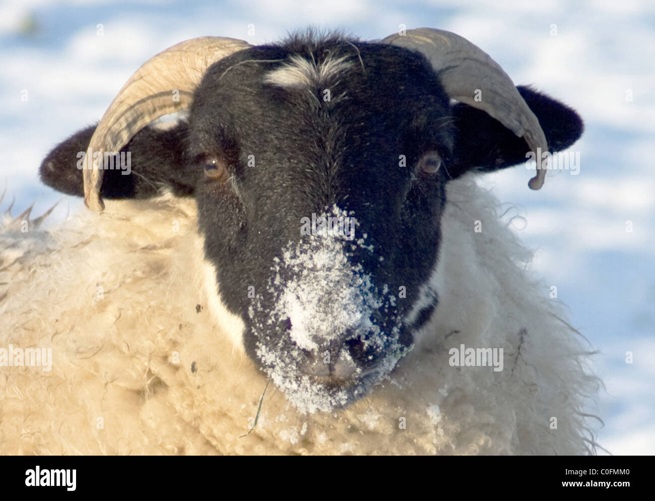 Eating fleas hi-res stock photography and images - Alamy