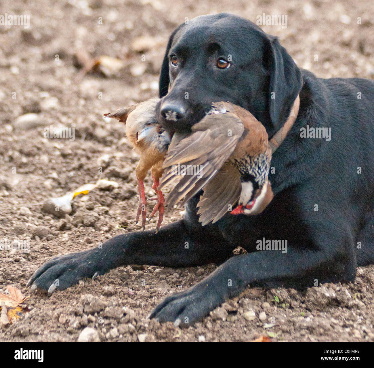 Black lab hunting hi-res stock photography and images - Alamy
