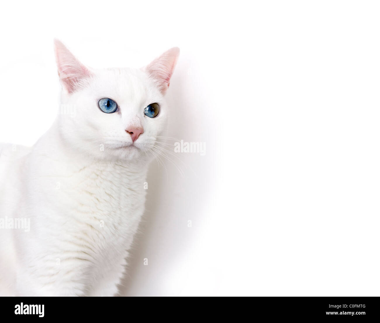 Angora blue hi-res stock photography and images - Alamy