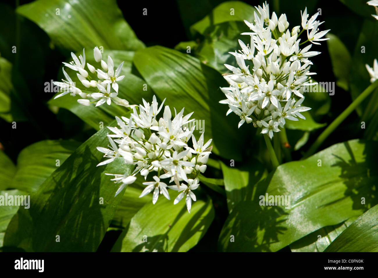 Wild garlic plant hi-res stock photography and images - Alamy