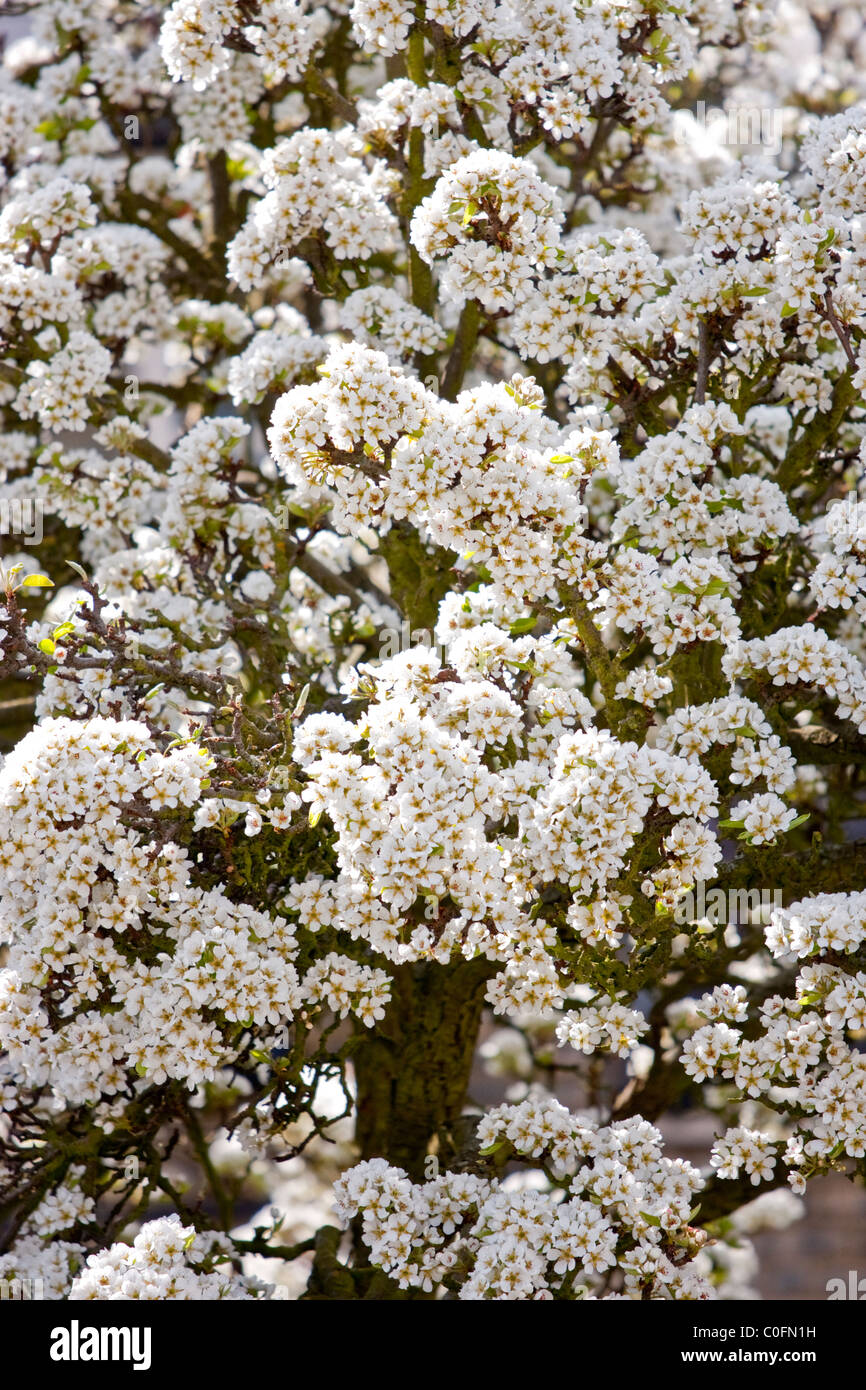 Blossom pear tree hi-res stock photography and images - Alamy