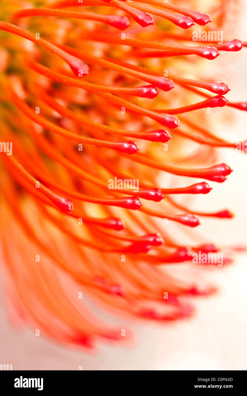Detail of orange Pincushion Protea Stock Photo - Alamy