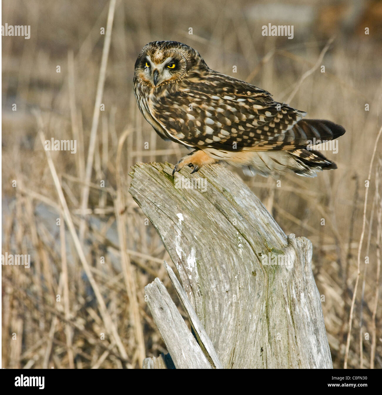 Short-eared Owl (Asio flammeus Stock Photo - Alamy