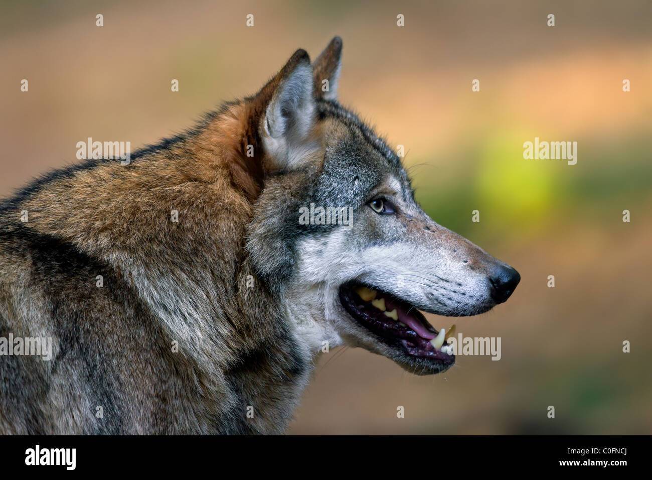 European Grey Wolf (Canis lupus) close-up in forest, Germany Stock ...
