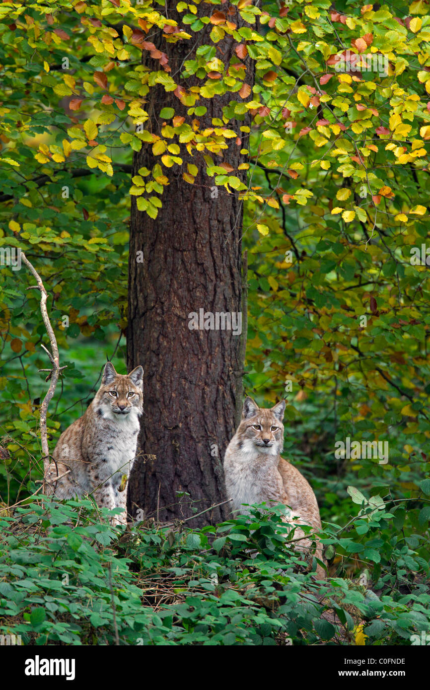 Eurasian lynx (Lynx lynx) couple in autumn forest, Germany Stock Photo ...