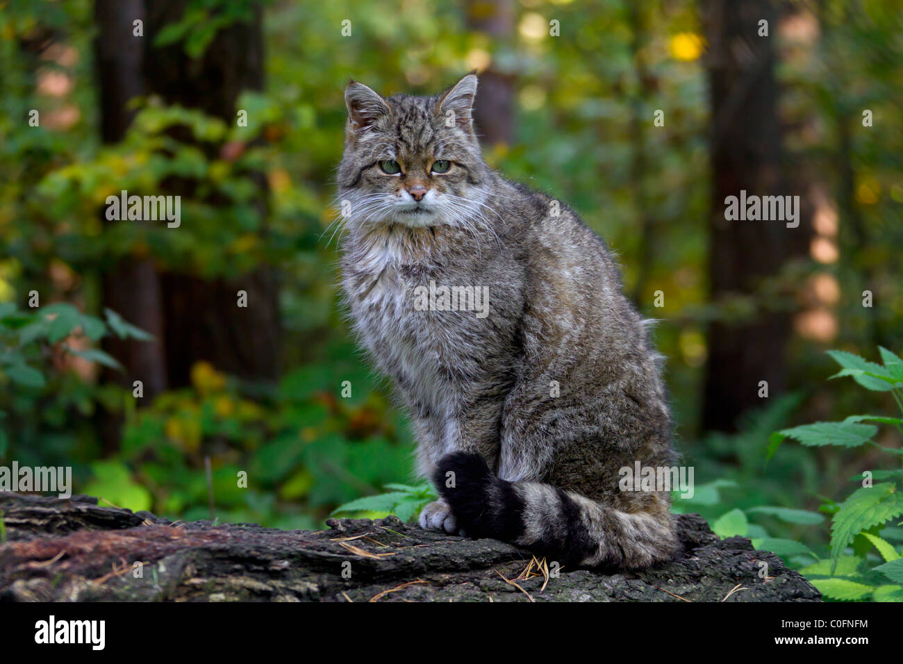 European Wildcat (Felis silvestris silvestris) portrait in forest ...