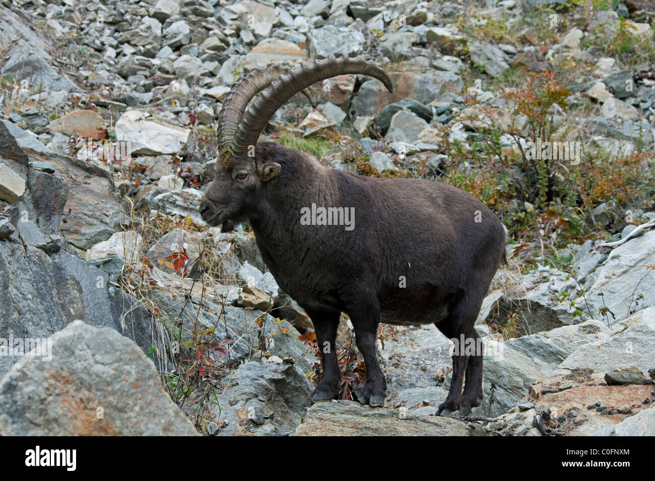 Ibex in the alps hi-res stock photography and images - Alamy
