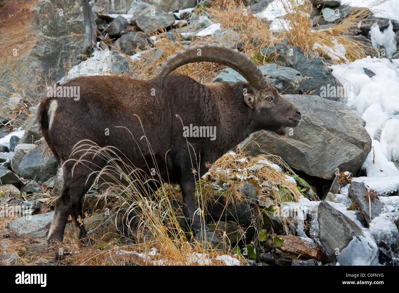 Alpine ibex hi-res stock photography and images - Alamy