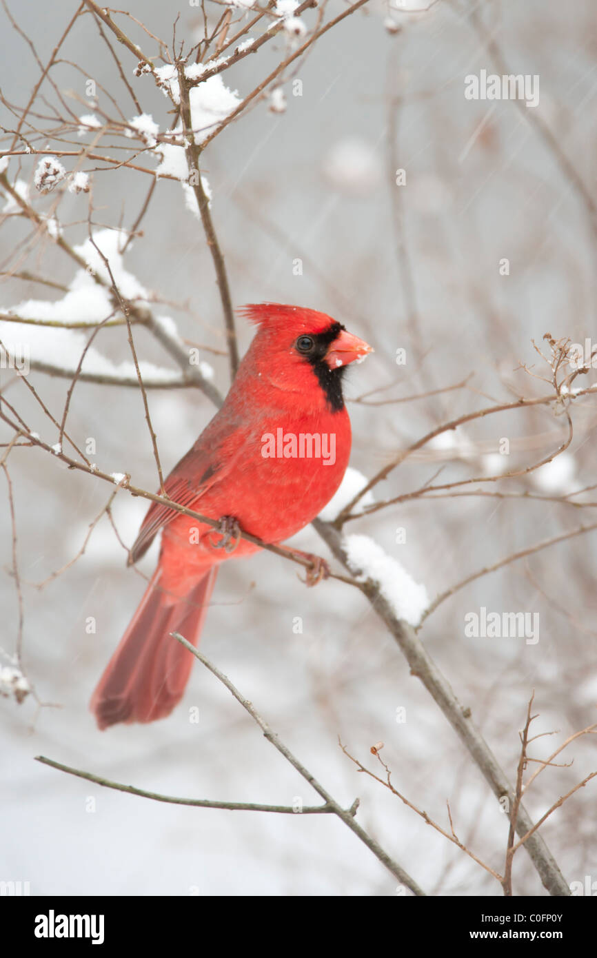 Cardinal in winter vertical hi-res stock photography and images - Alamy