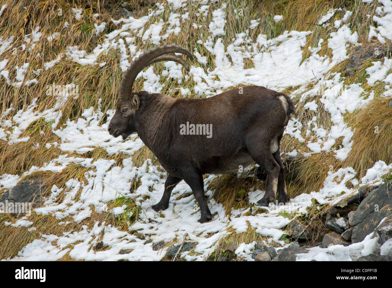 Ibex hi-res stock photography and images - Alamy