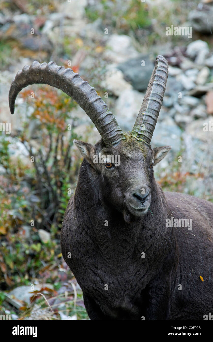 Alpine ibex (Capra ibex) in the Italian Alps, Gran Paradiso National ...