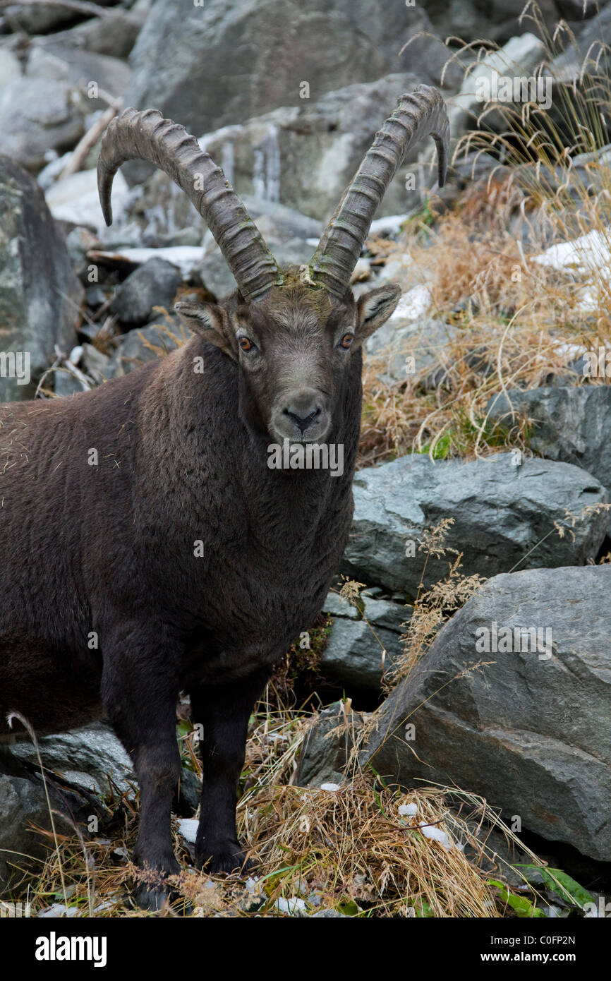 Alpine ibex (Capra ibex) in the Italian Alps, Gran Paradiso National ...