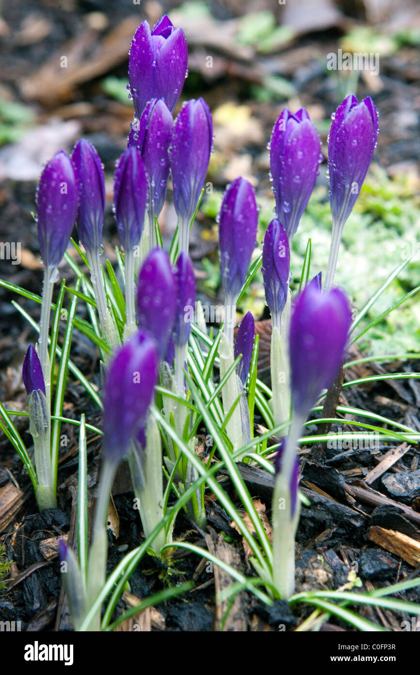 First of Spring - Crocuses Stock Photo - Alamy