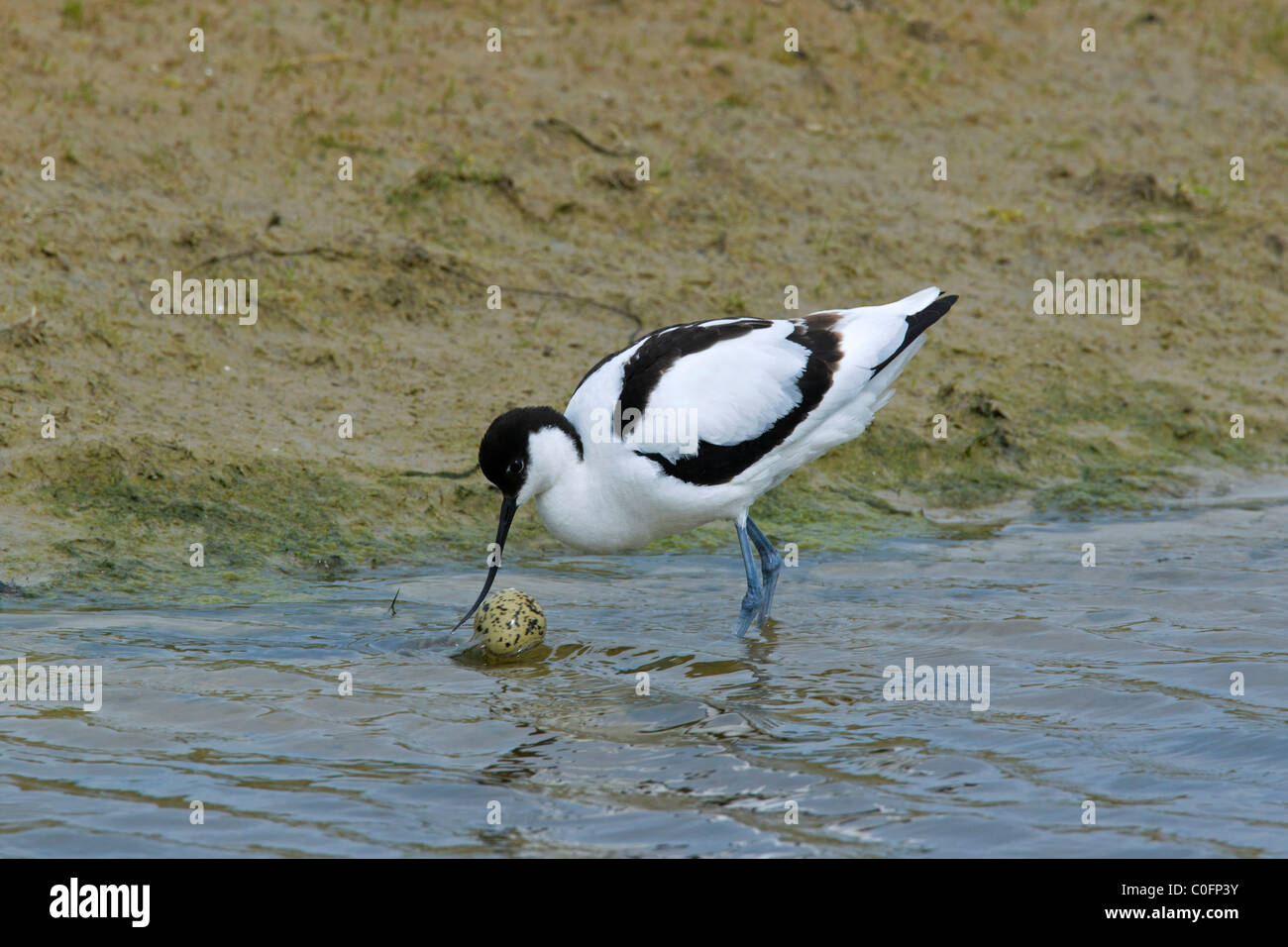 Avocet (Recurvirostra avosetta) adult bird with eggshell in water ...