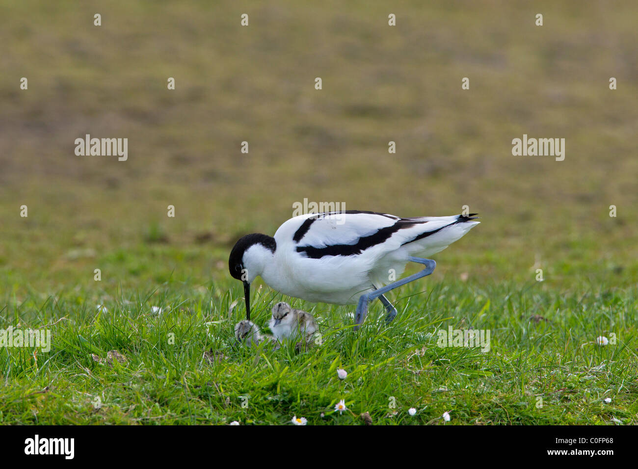 Avocet (Recurvirostra avosetta) adult bird with chicks in grassland ...