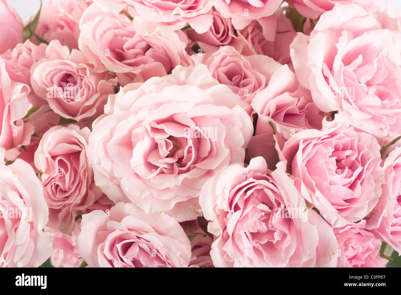 Sweet pink roses hi-res stock photography and images - Alamy