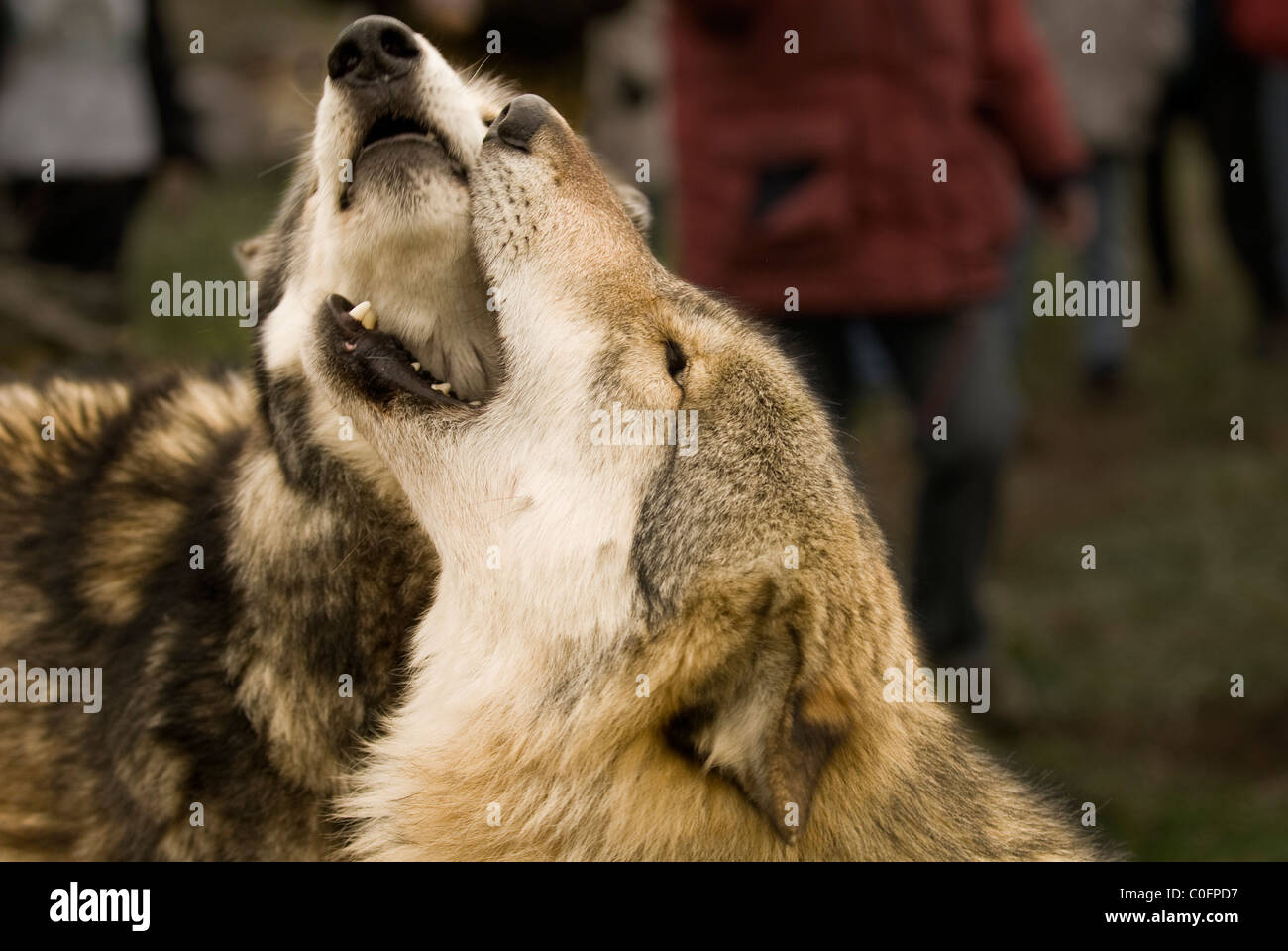 Wotan Greeting Tristan at Wolf Park (Battle Ground, IN, USA Stock Photo ...