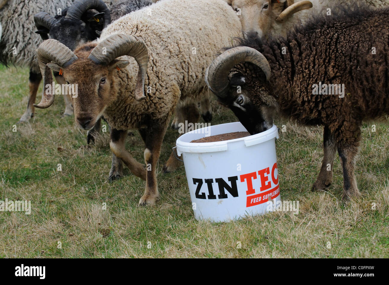 Animal food supplements. Soay sheep eating a feed supplement an ...
