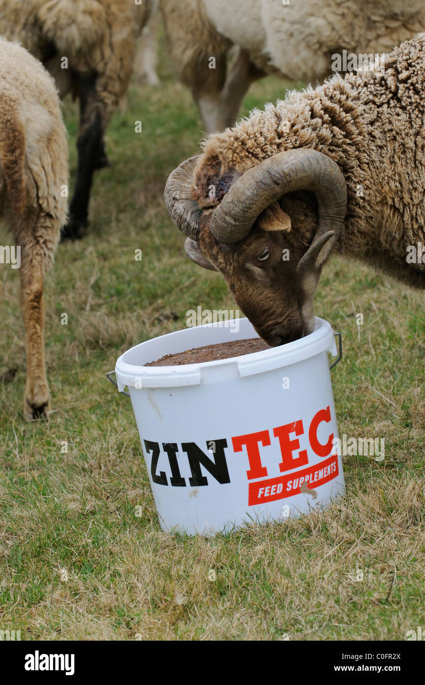 Animal food supplements. Soay sheep eating a feed supplement an ...