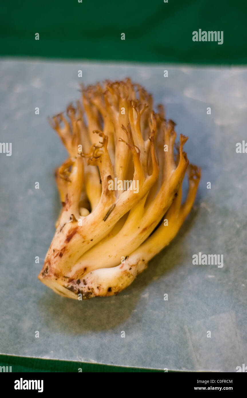 Coral fungi hi-res stock photography and images - Alamy