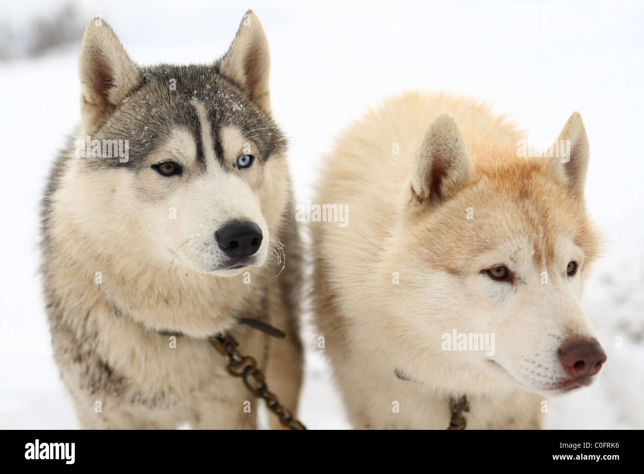 Huskies alaska musher hi-res stock photography and images - Alamy