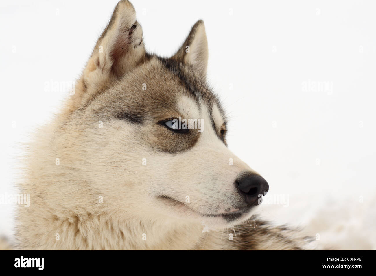 Huskies alaska musher hi-res stock photography and images - Alamy